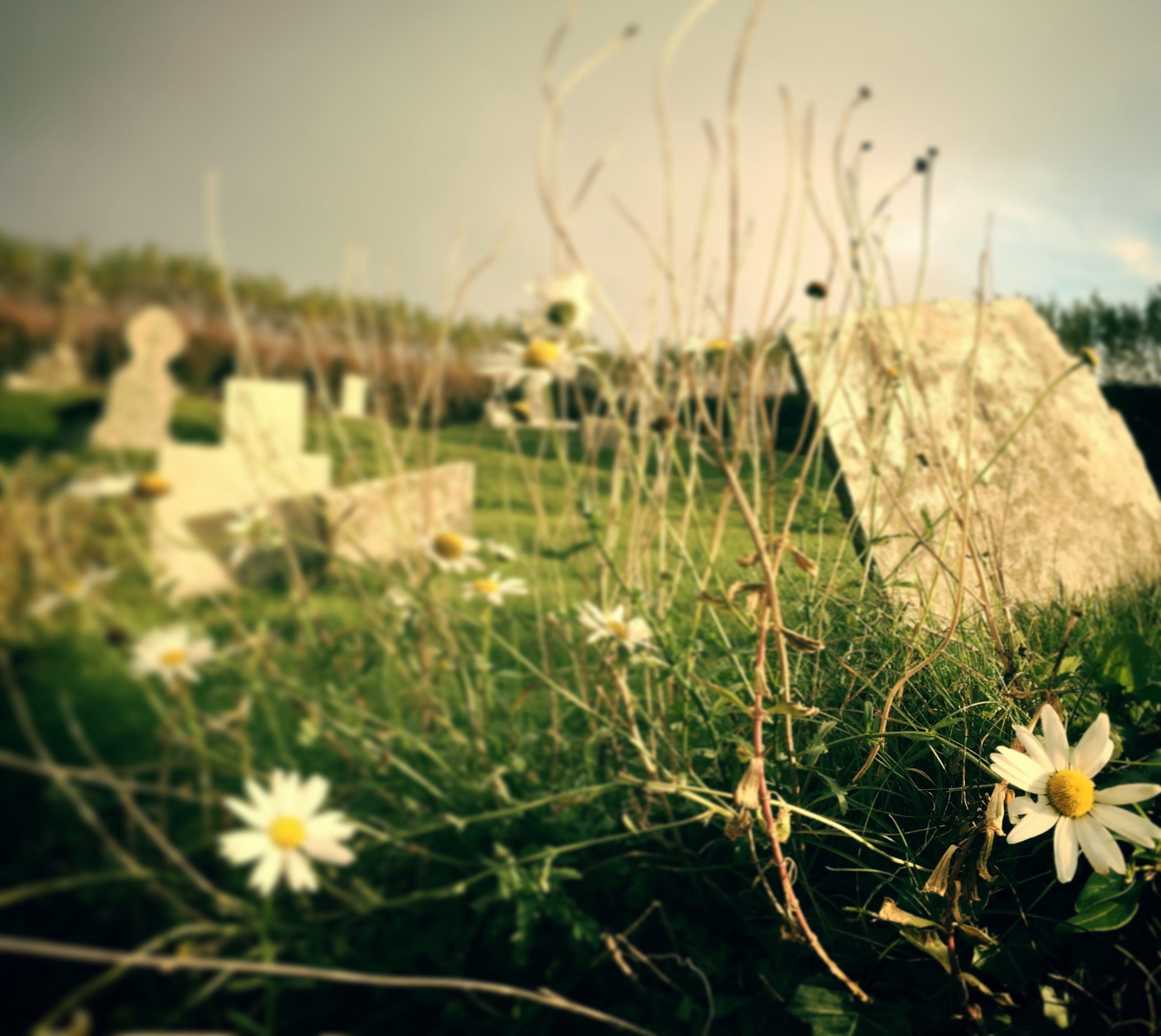 The John Betjeman walk... | Seven Bays Holidays | St Merryn | Cornwall