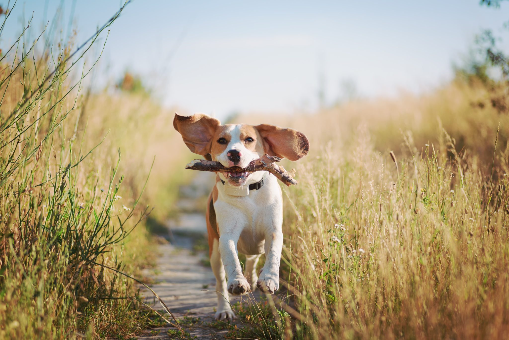 Holiday Homes | Padstow | Seven Bays | Dog friendly | North Cornwall